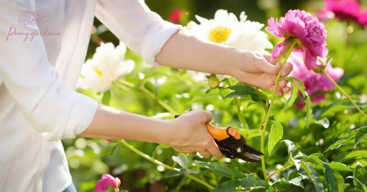 When to Divide Peonies: A Complete Guide for Gardeners