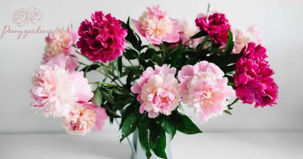Different Color Peony Flower Meaning - peonygardenia.com