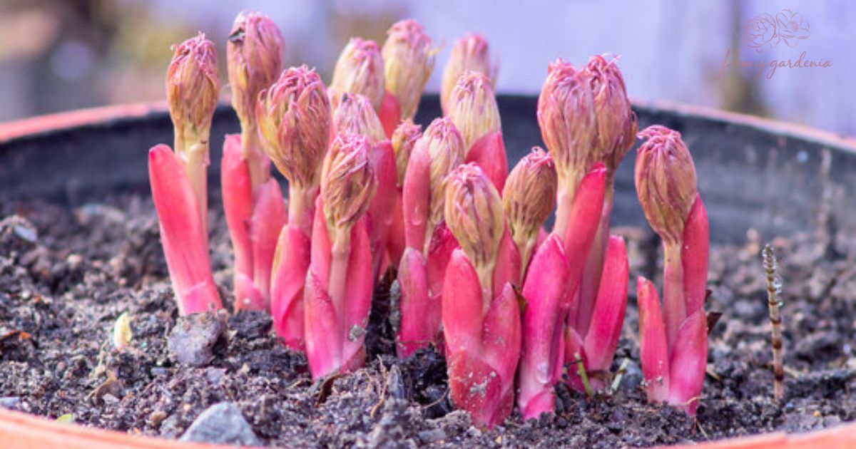 How Do You Plant Peony Roots?