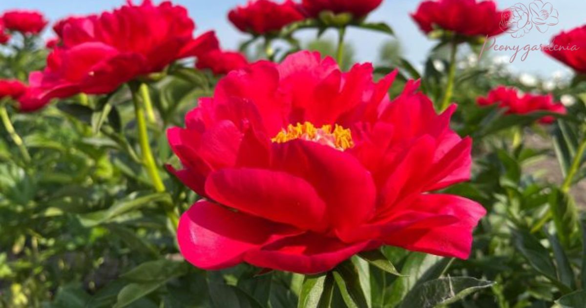 Different Color Peony Flower Meaning - peonygardenia.com