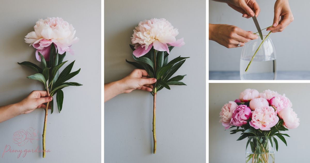 Cutting Peonies for Cut Flowers