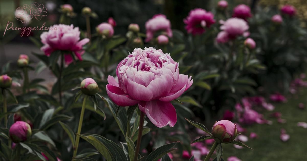 Do Peonies Bloom All Summer