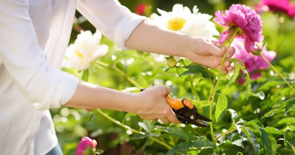 How to Divide Peonies: A Simple Guide for Gardeners