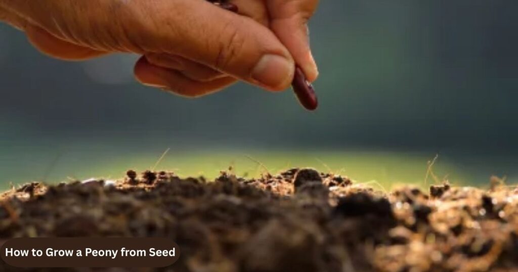 How to Grow a Peony from Seed