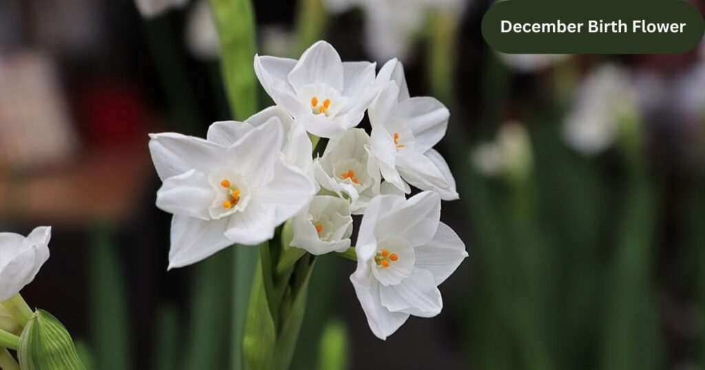 December Birth Flower Meaning and Symbolism