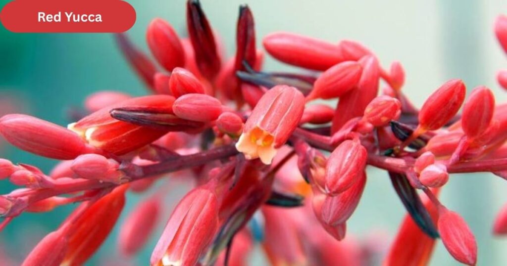Everything You Need to Know About Red Yucca for Your Garden
