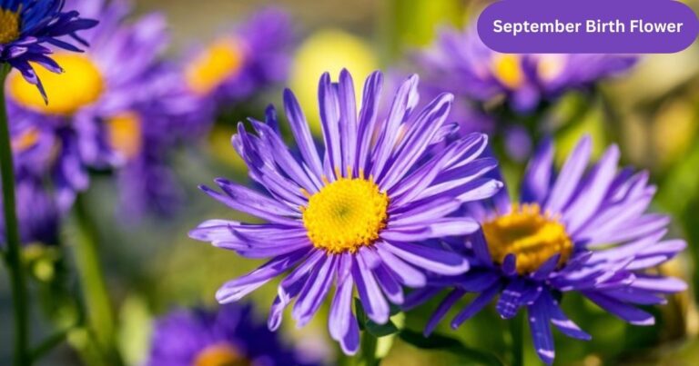 A Complete Guide to the September Birth Flower Aster